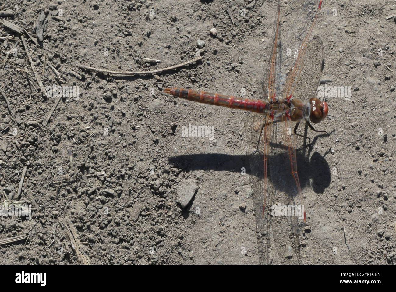 Variegated Meadowhawk (Sympetrum corruptum Stock Photo - Alamy