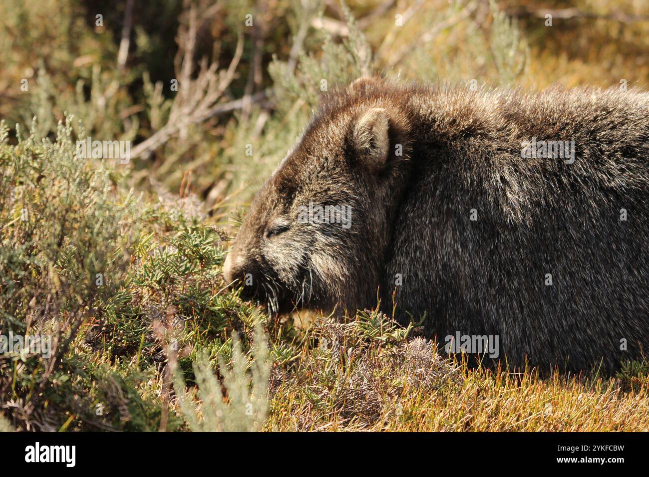 Tasmanian Wombat (Vombatus ursinus tasmaniensis Stock Photo - Alamy
