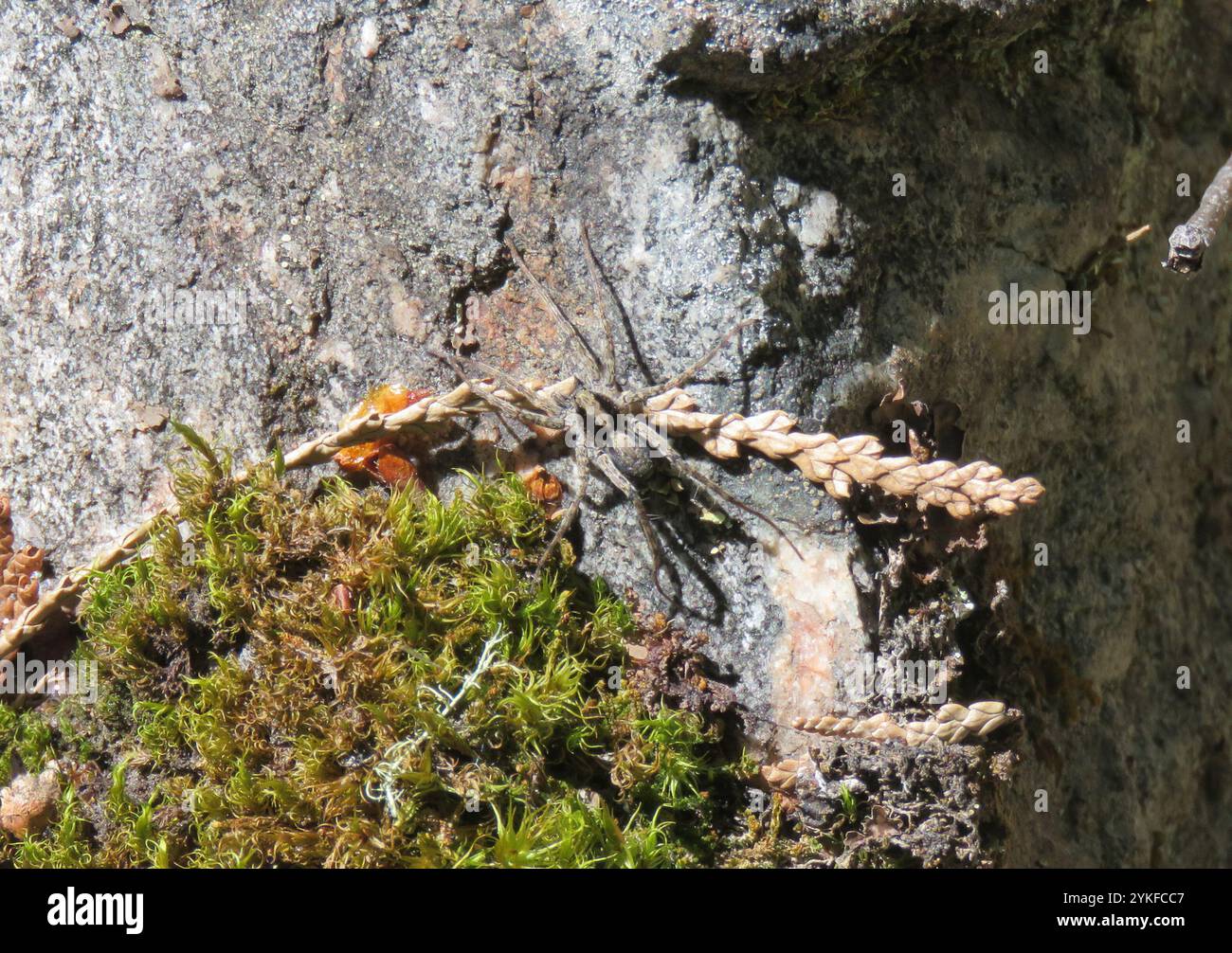Thin-legged Wolf Spiders (Pardosa Stock Photo - Alamy