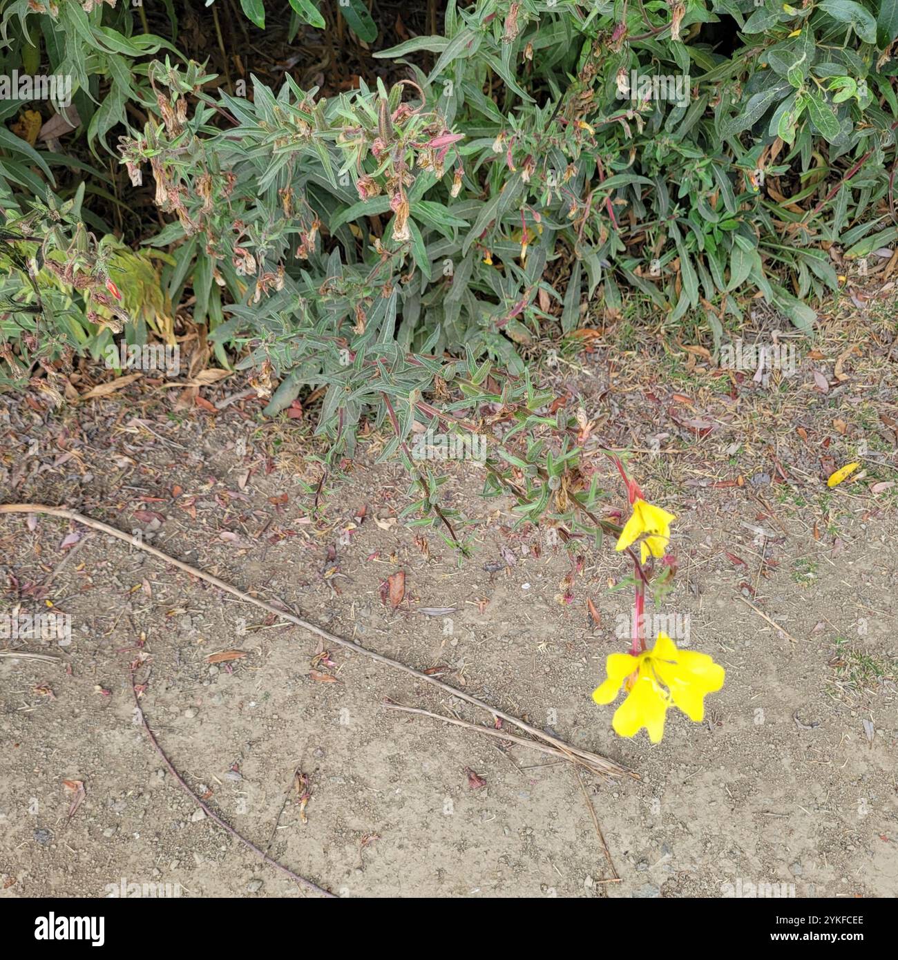 tall evening primrose (Oenothera elata Stock Photo - Alamy