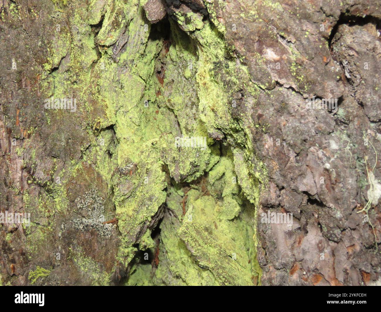 gold dust lichen (Chrysothrix candelaris Stock Photo - Alamy