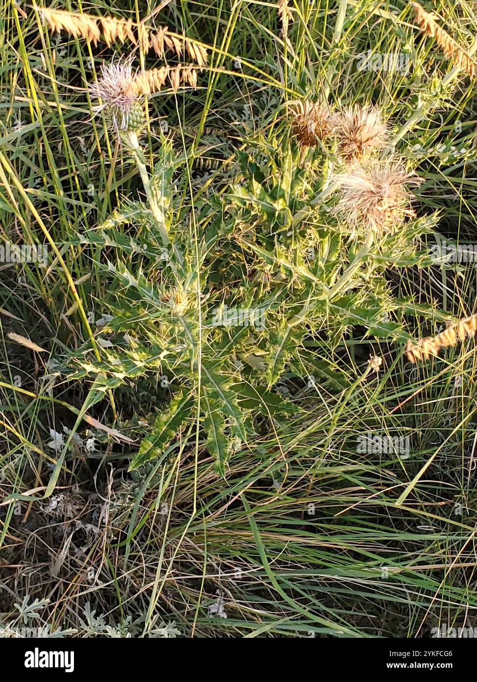 yellowspine thistle (Cirsium ochrocentrum Stock Photo - Alamy