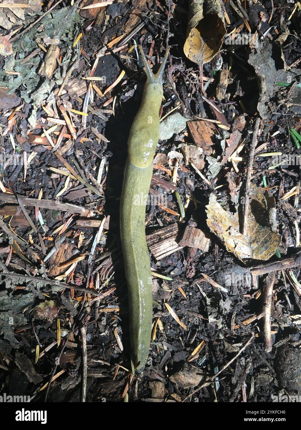 Pacific Banana Slug (Ariolimax columbianus Stock Photo - Alamy