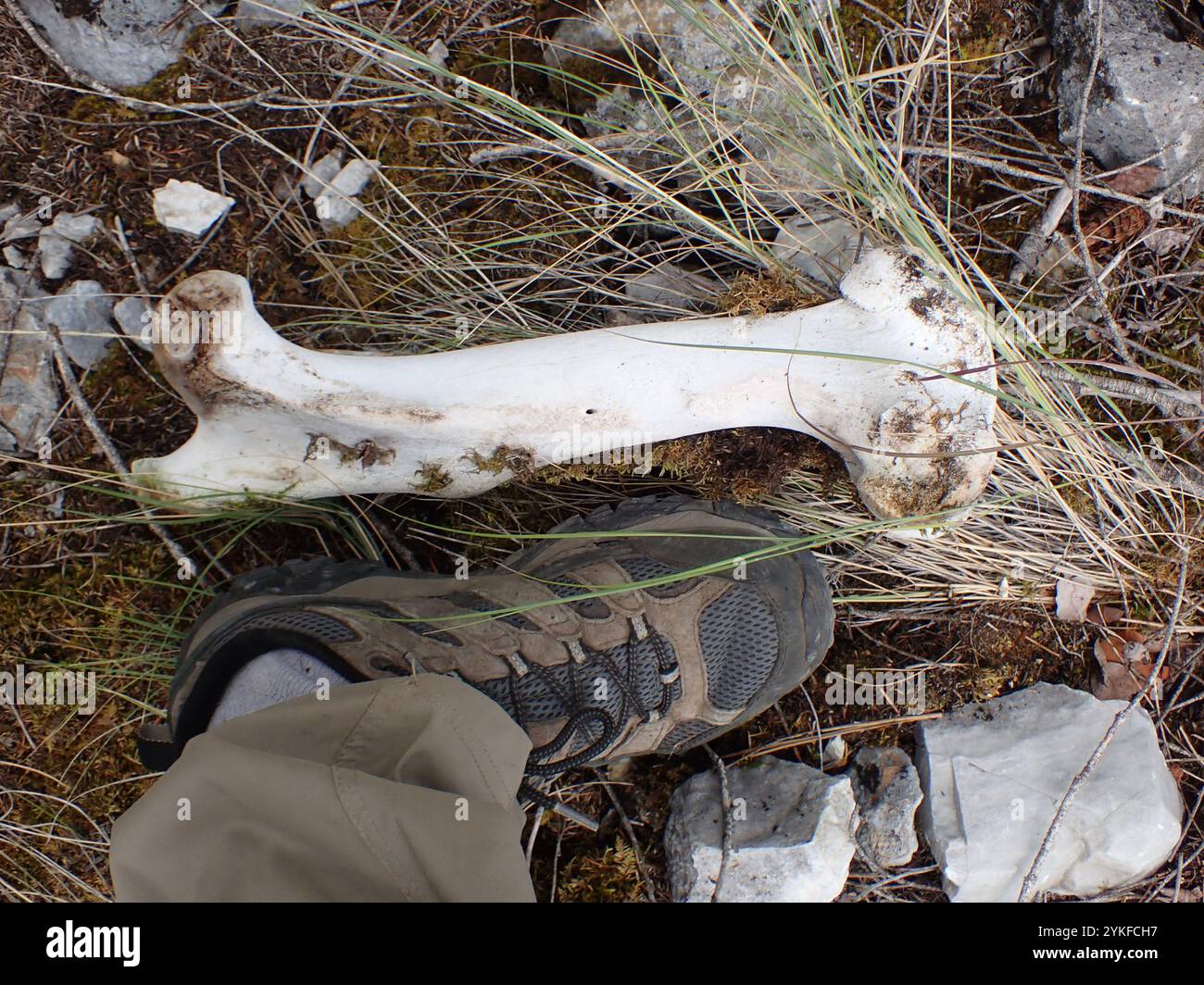 Even-toed Ungulates and Cetaceans (Artiodactyla Stock Photo - Alamy