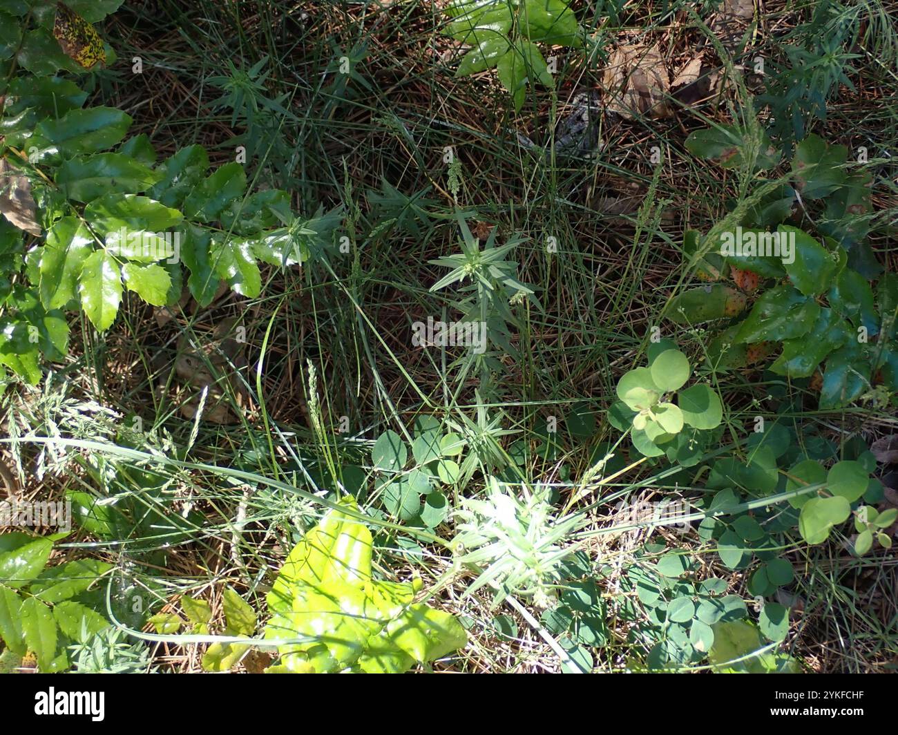 stoneseeds, puccoons, and gromwells (Lithospermum Stock Photo - Alamy