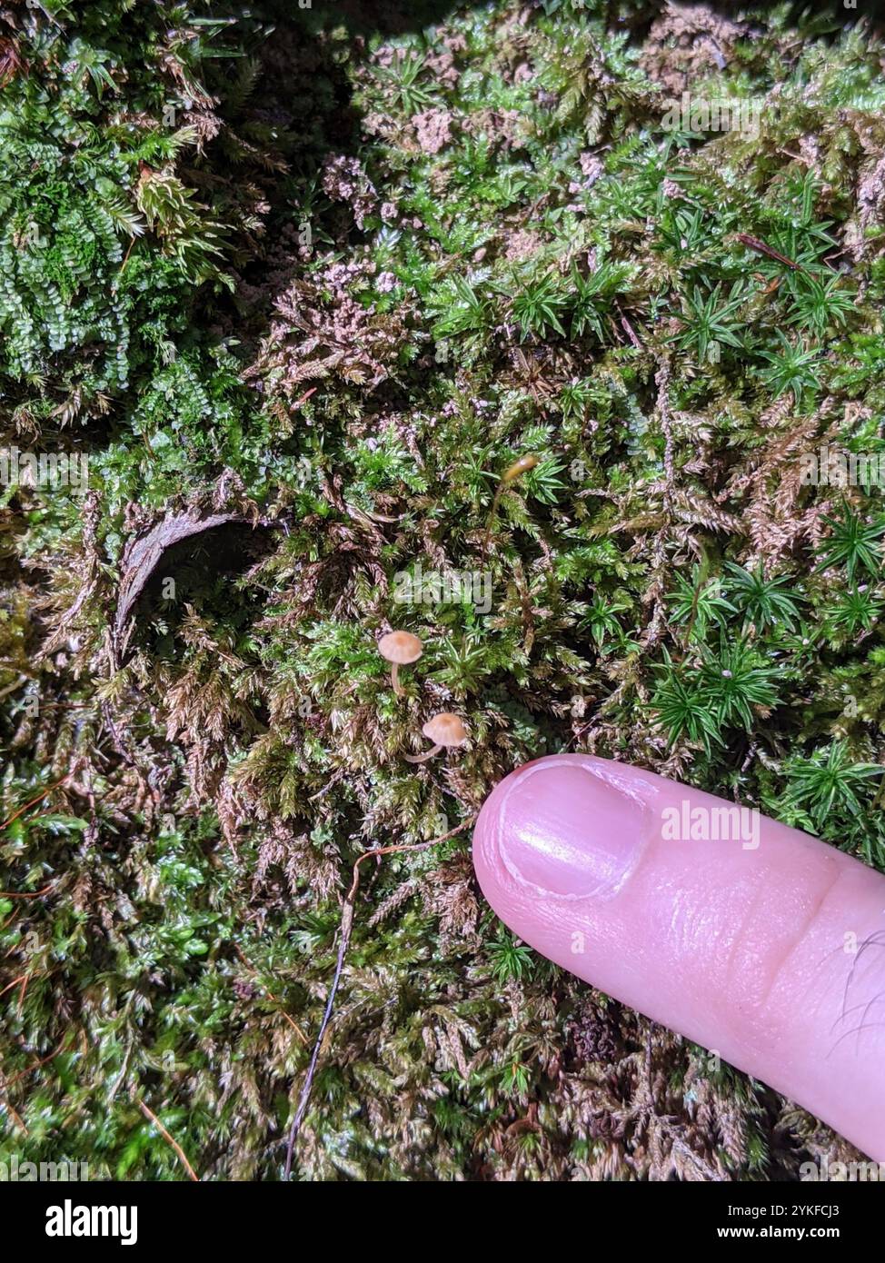 Mosscap hi-res stock photography and images - Alamy