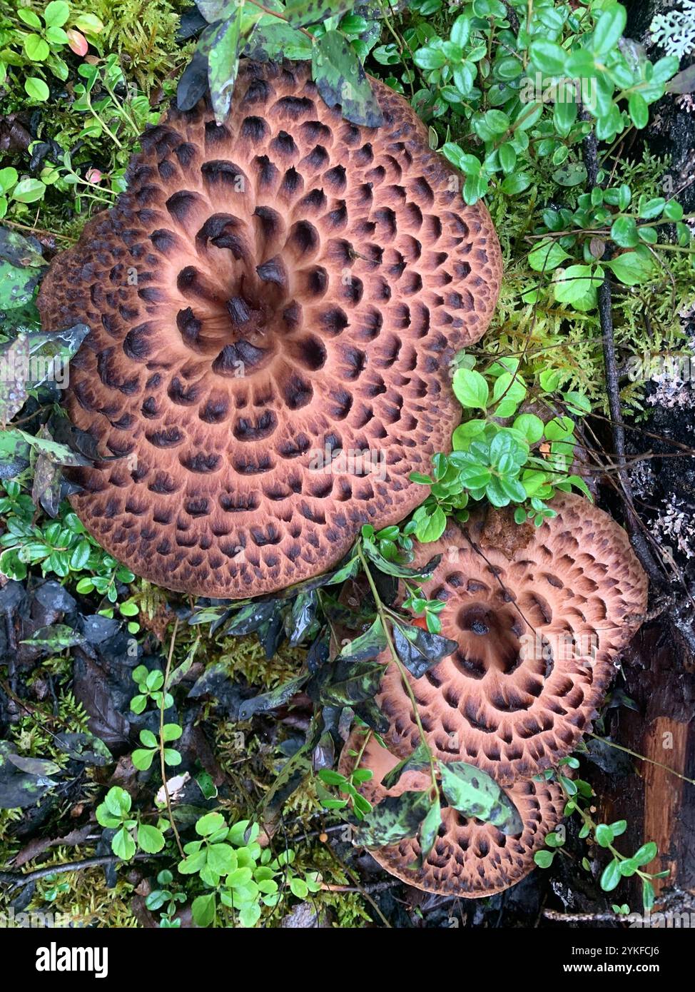 shingled hedgehog (Sarcodon imbricatus Stock Photo - Alamy