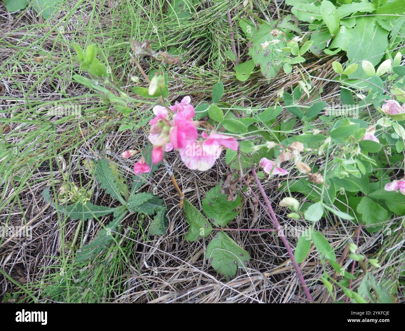 tuberous pea (Lathyrus tuberosus Stock Photo - Alamy
