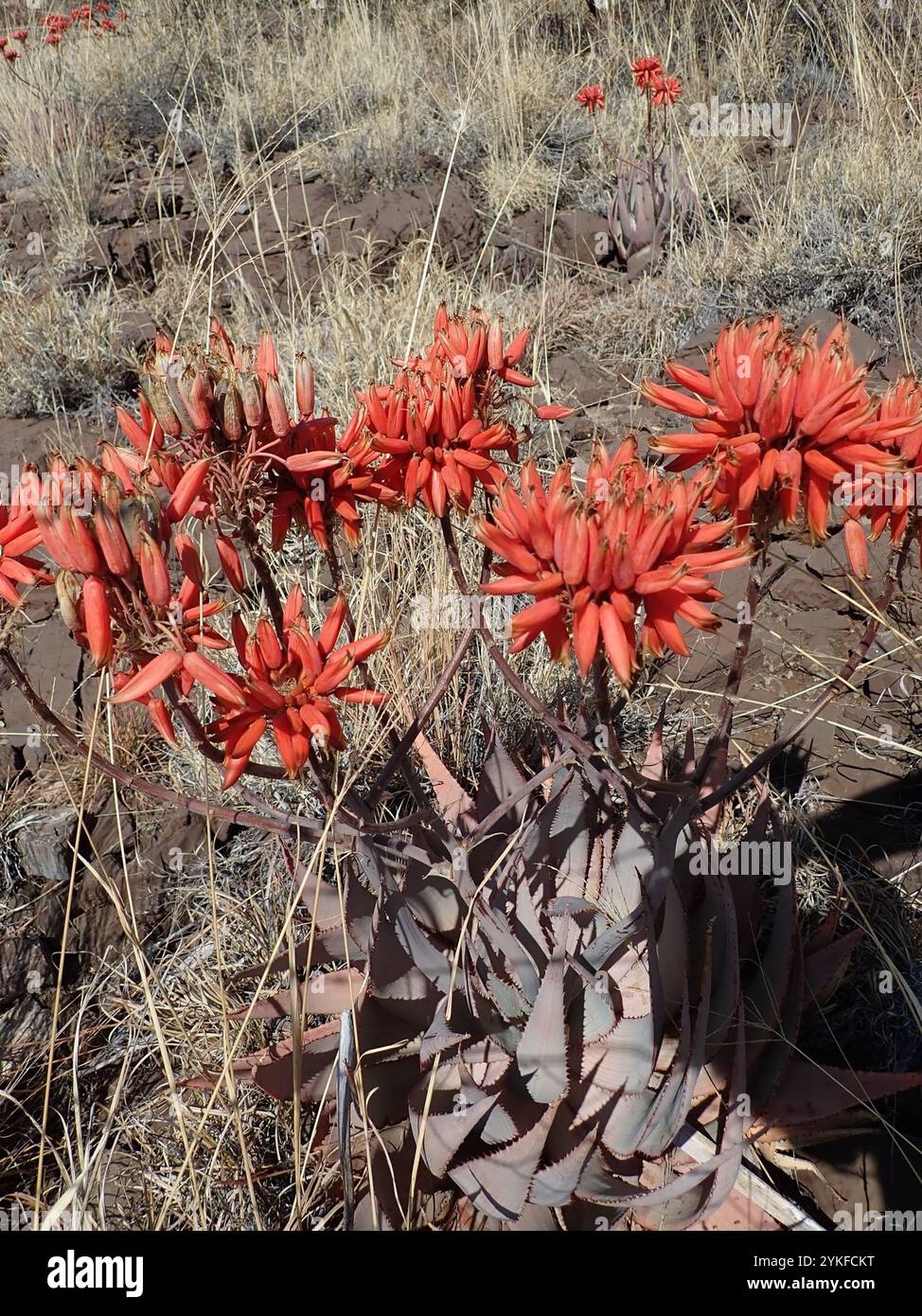 Sand Aloe (Aloe hereroensis Stock Photo - Alamy