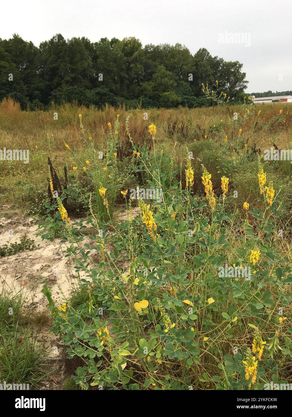 Streaked Rattlepod (Crotalaria pallida Stock Photo - Alamy