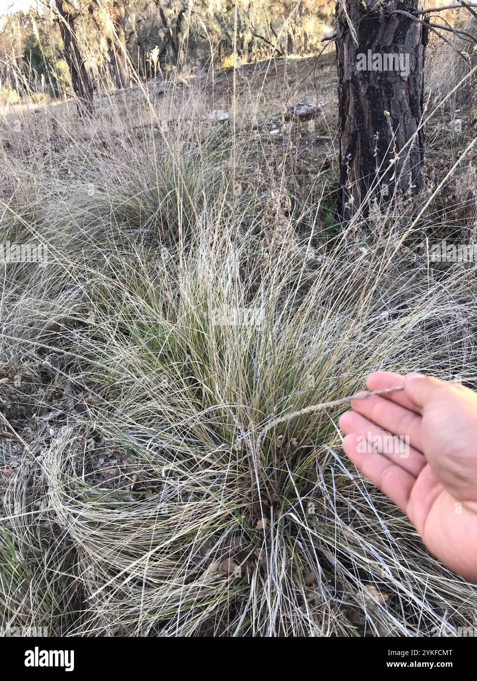 deergrass (Muhlenbergia rigens Stock Photo - Alamy