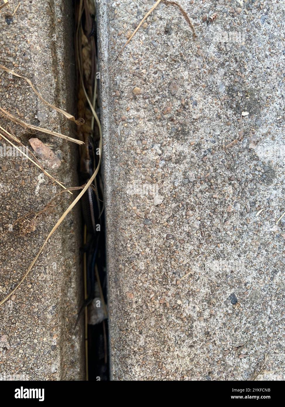 Common Five-lined Skink (Plestiodon fasciatus Stock Photo - Alamy