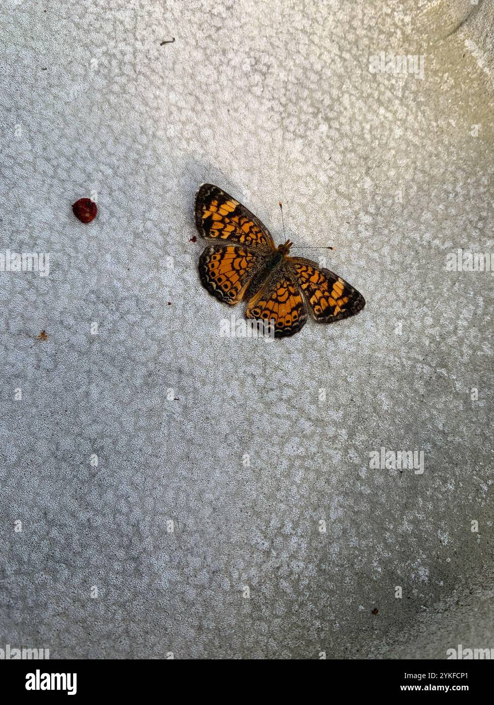 Pearl Crescent (Phyciodes tharos Stock Photo - Alamy