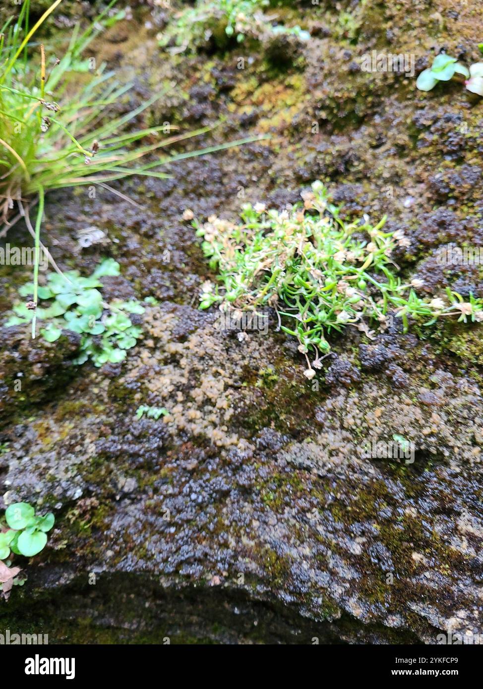 Procumbent Pearlwort (Sagina procumbens Stock Photo - Alamy
