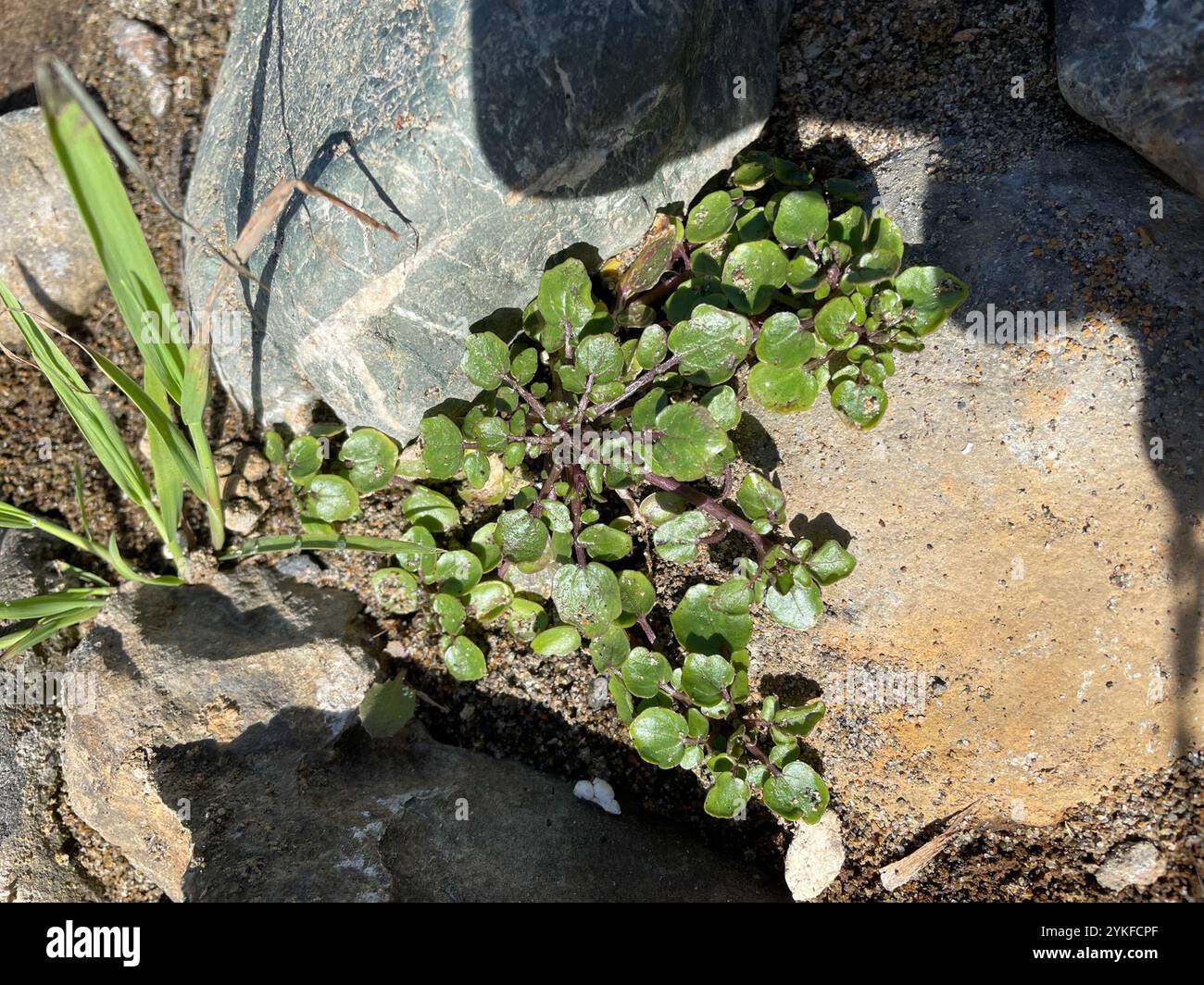 watercress (Nasturtium officinale Stock Photo - Alamy