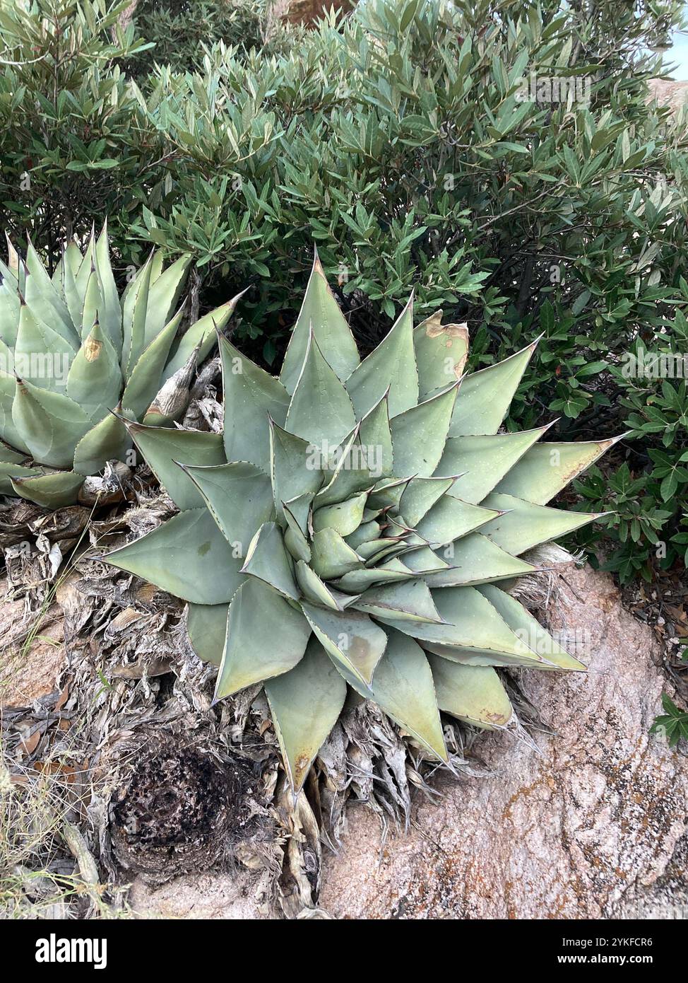 Parry's agave (Agave parryi Stock Photo - Alamy