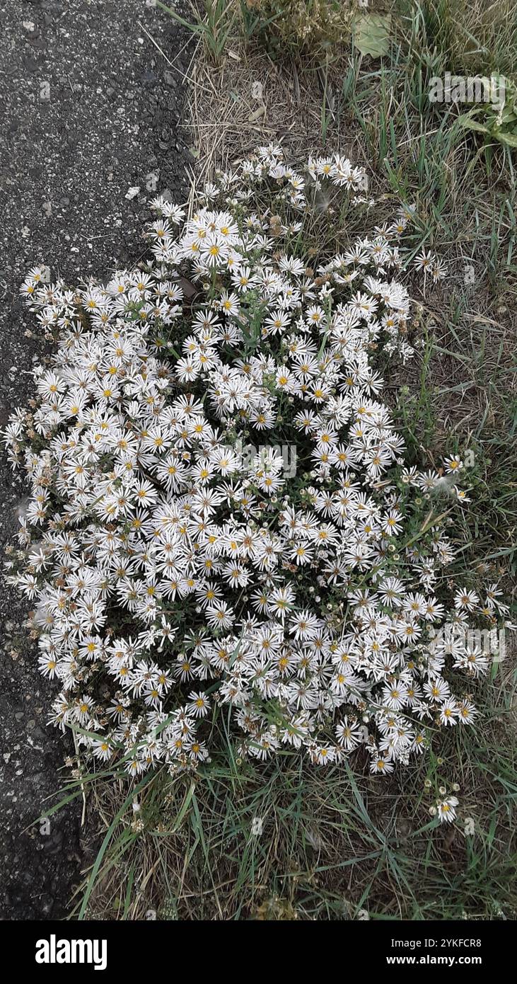 panicled aster (Symphyotrichum lanceolatum Stock Photo - Alamy