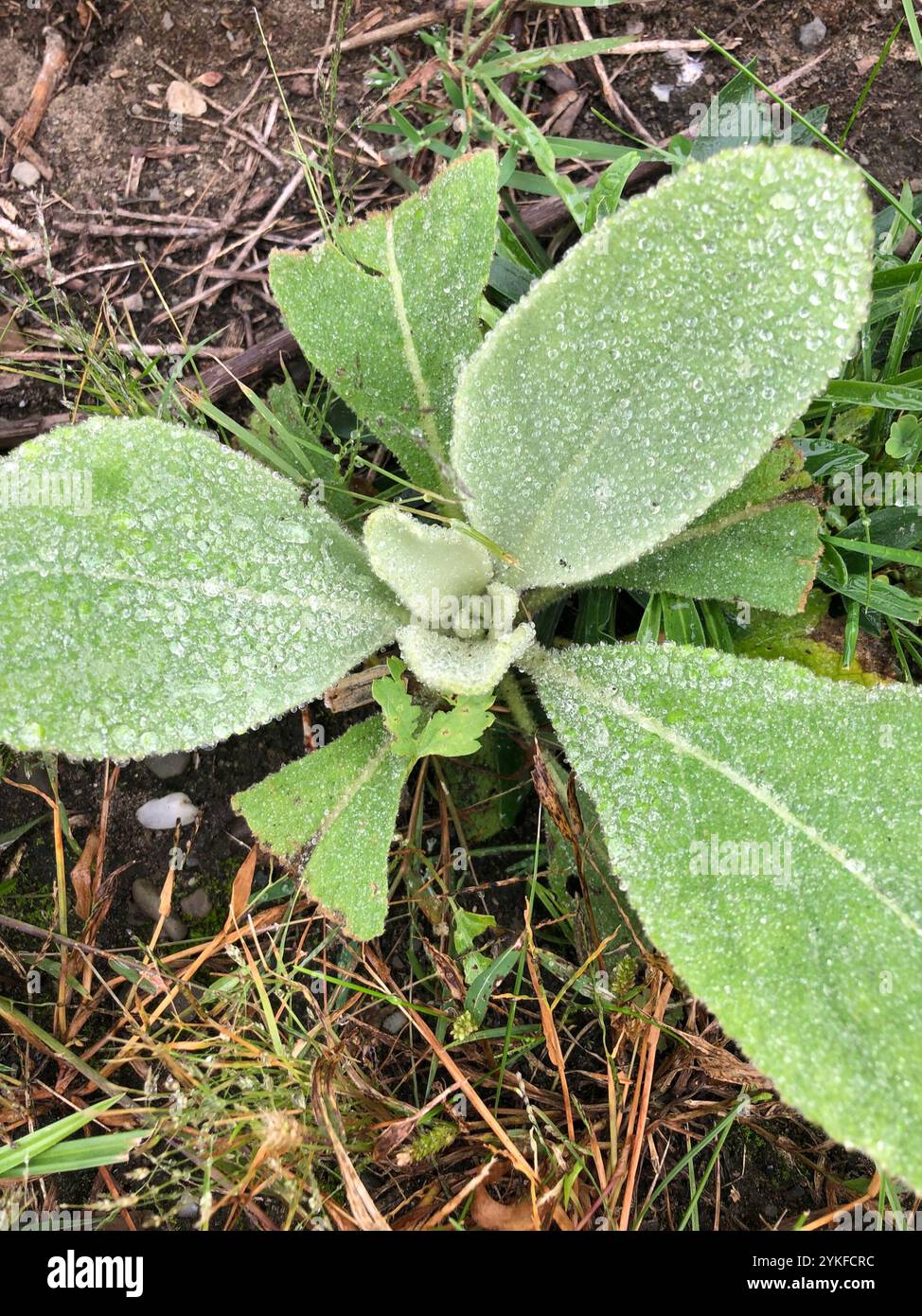 great mullein (Verbascum thapsus Stock Photo - Alamy