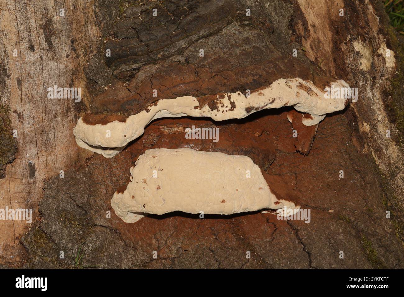 southern bracket (Ganoderma australe Stock Photo - Alamy