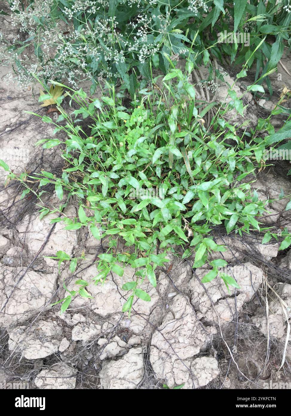 small carpetgrass (Arthraxon hispidus Stock Photo - Alamy