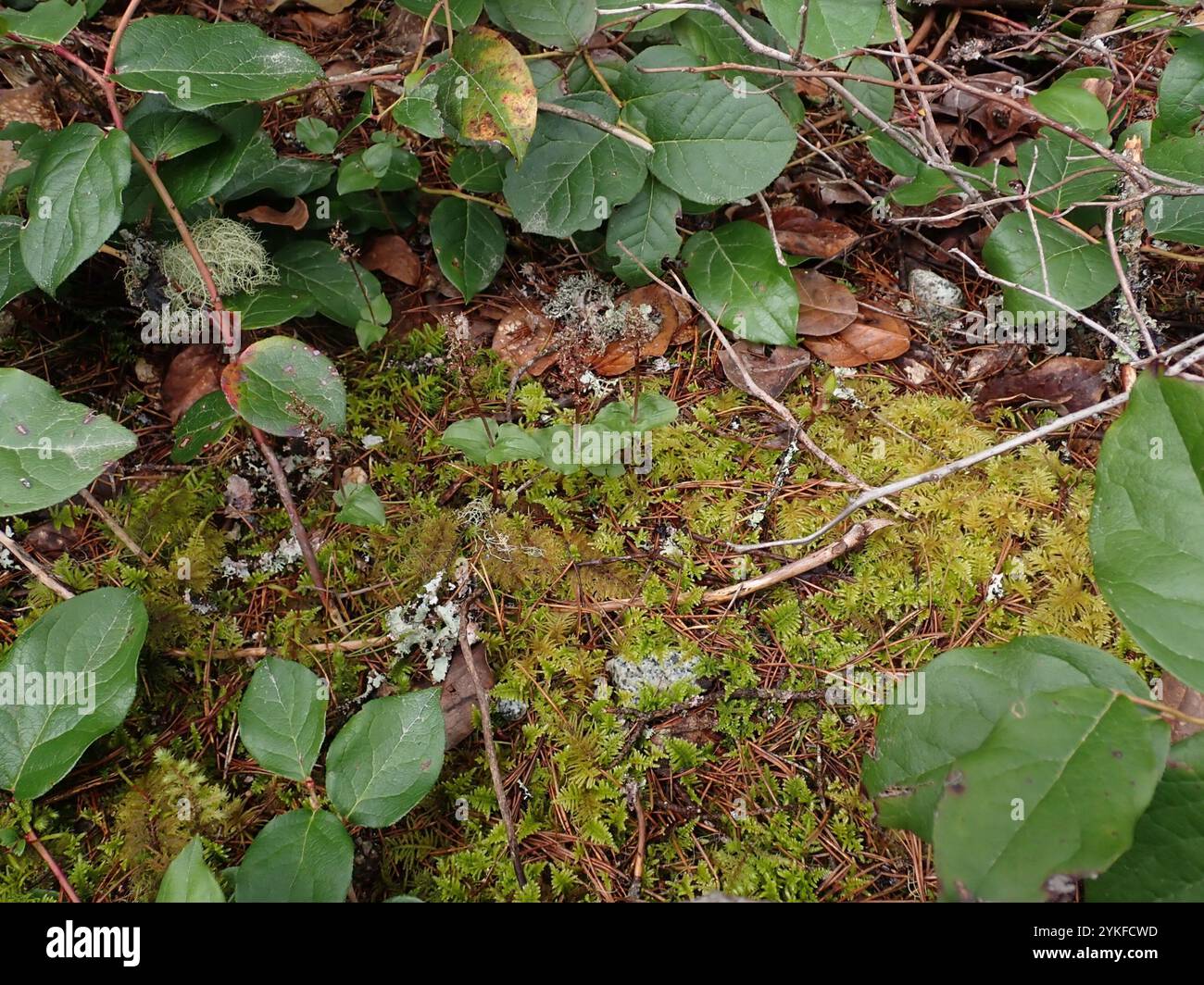 Heartleaf Twayblade (Neottia cordata Stock Photo - Alamy