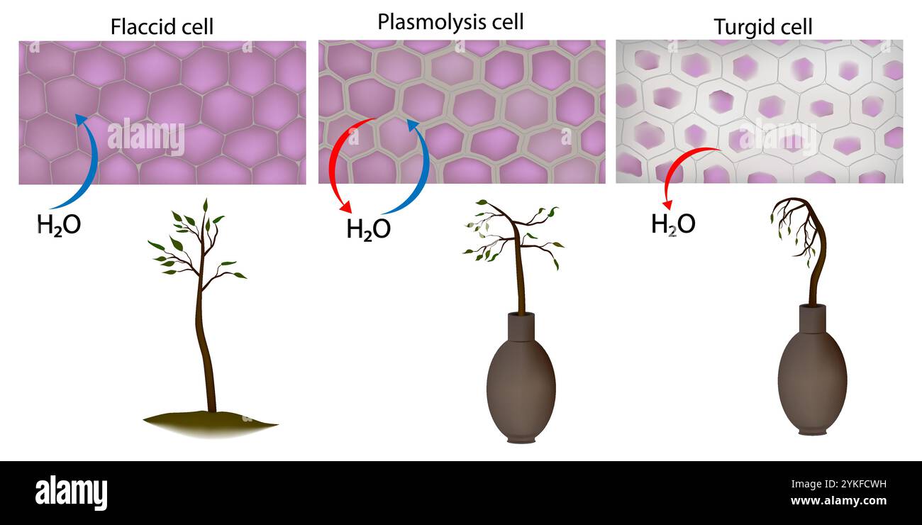 Flaccid cell, Turgid cell and Plasmolysis cell. Osmosis and plant ...