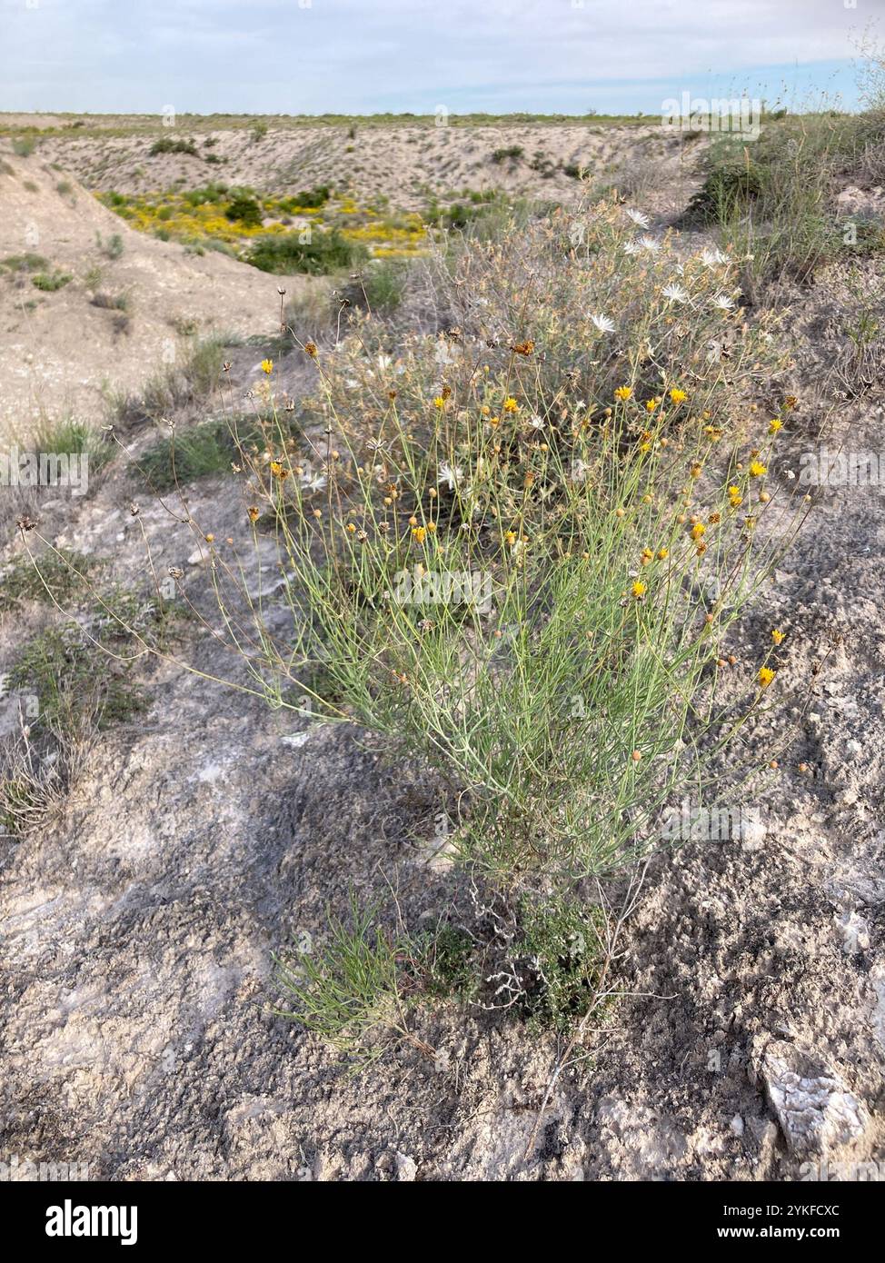 Rayless Greenthread (Thelesperma megapotamicum Stock Photo - Alamy