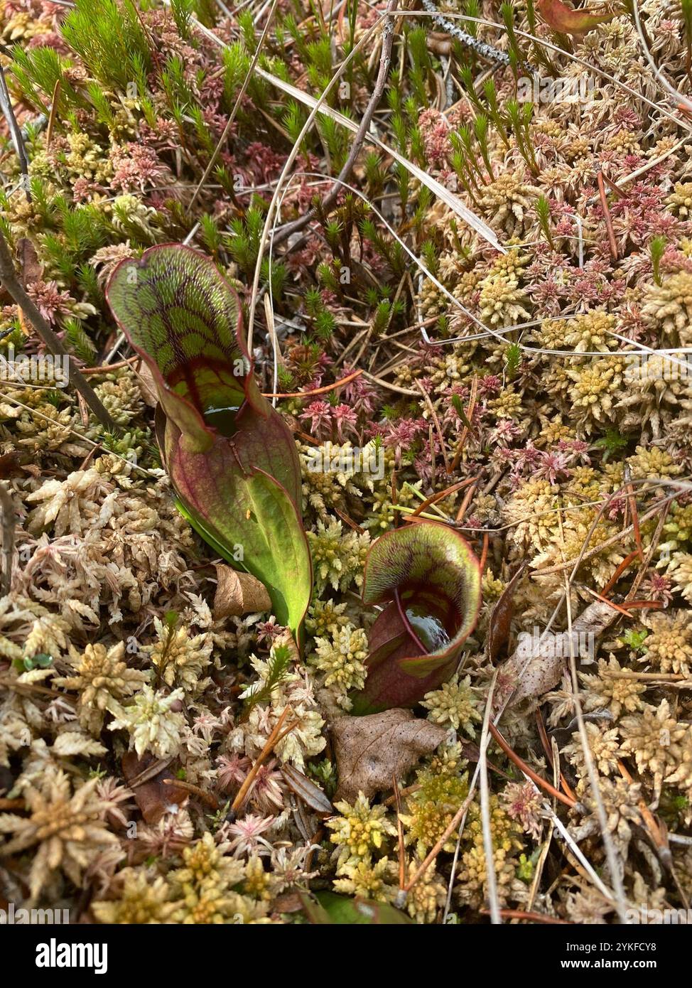 northern purple pitcher plant (Sarracenia purpurea purpurea Stock Photo ...