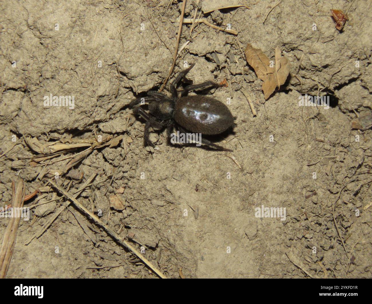 Stealthy Ground Spiders (Gnaphosidae Stock Photo - Alamy