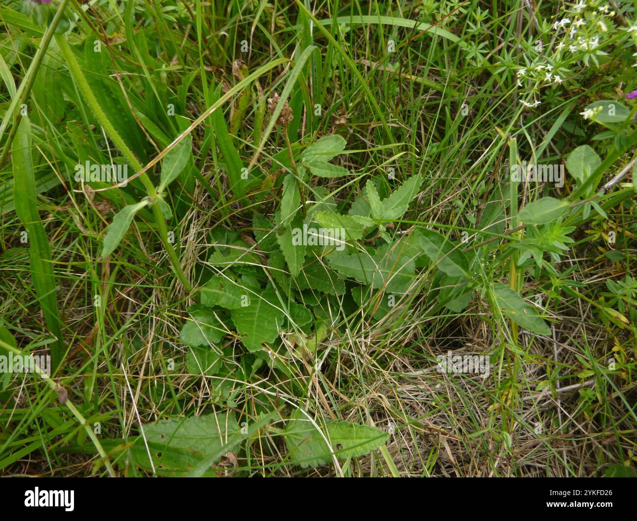 common hedge-nettle (Betonica officinalis Stock Photo - Alamy