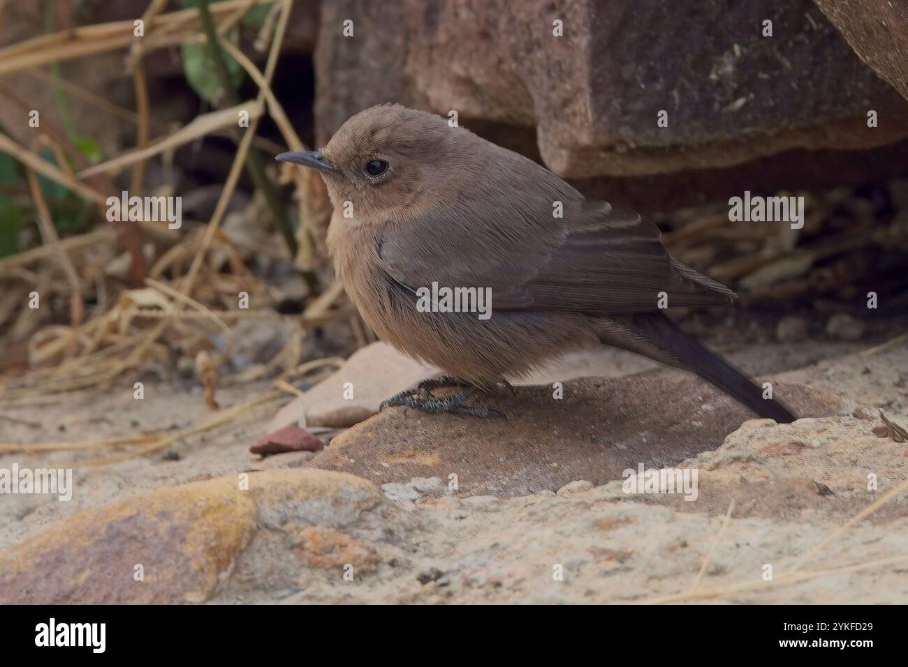 Indian chat hi-res stock photography and images - Alamy