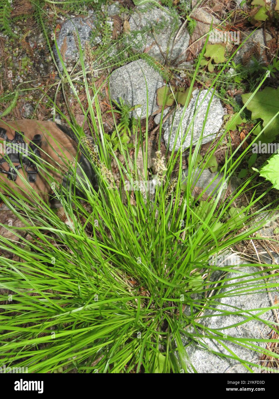 true sedges (Carex Stock Photo - Alamy