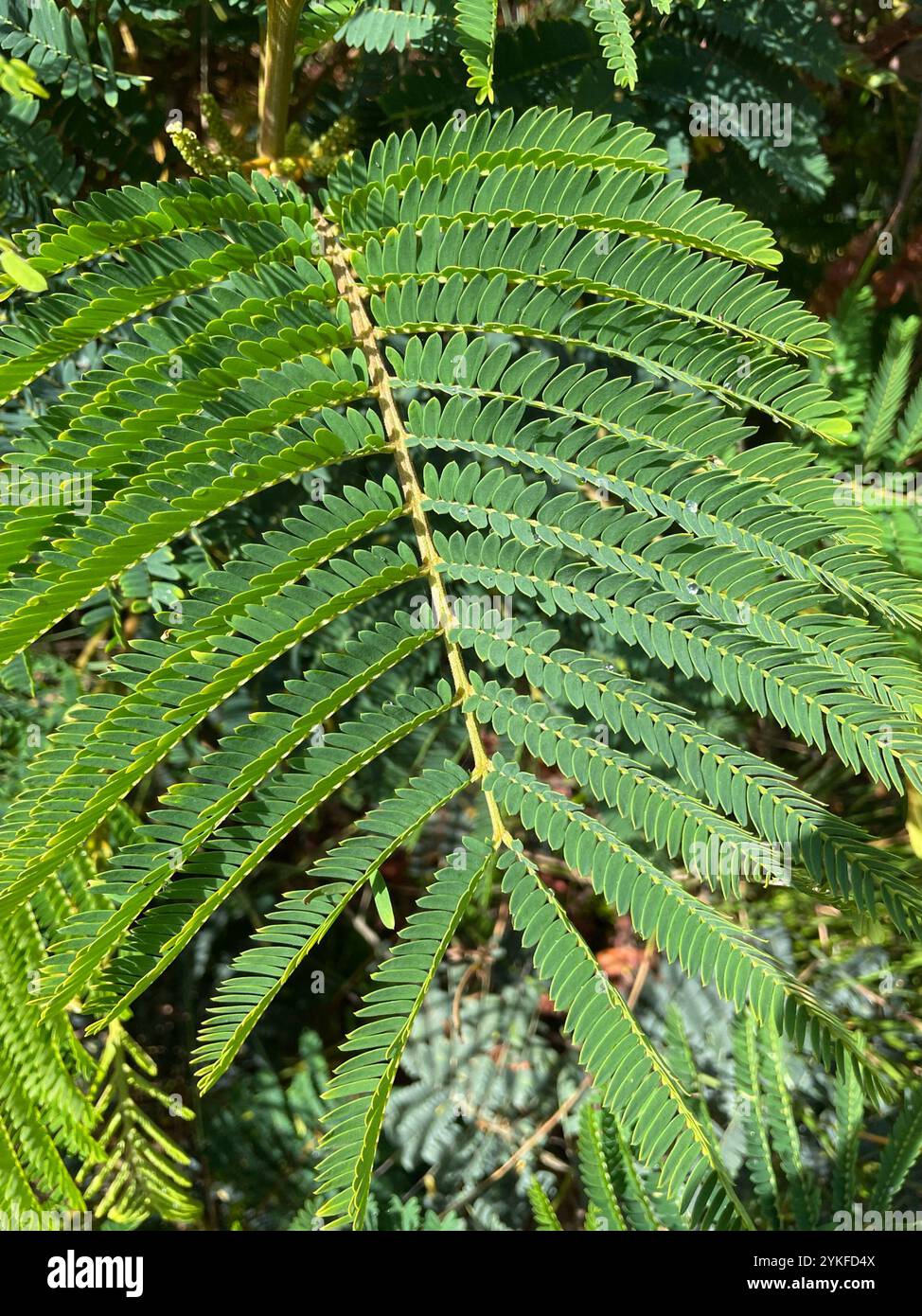 Plume Albizia (Paraserianthes lophantha Stock Photo - Alamy