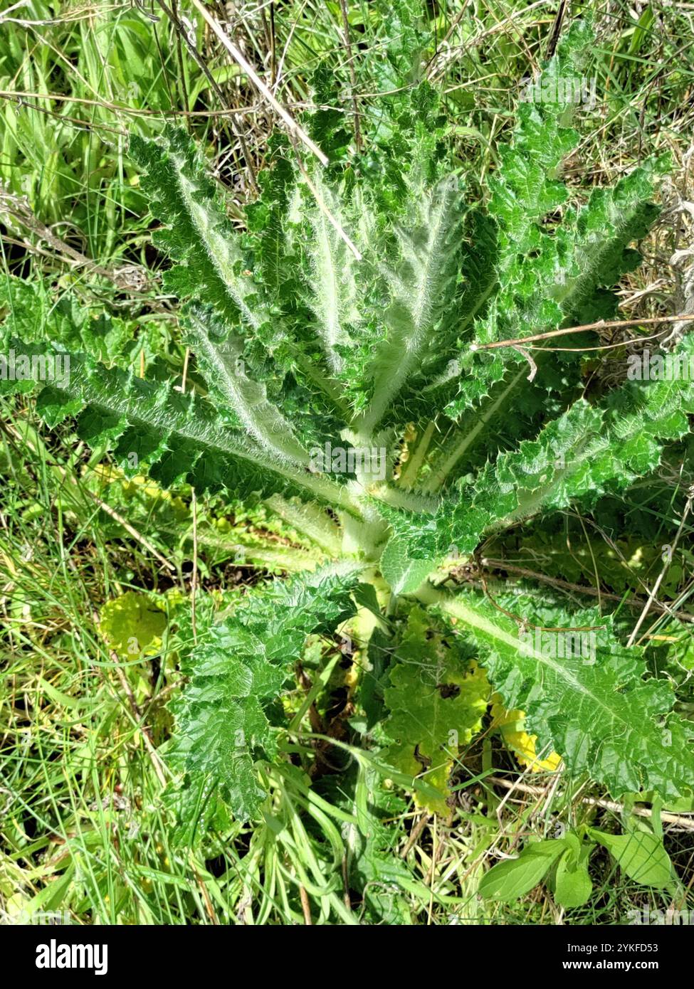 Edible Thistle (Cirsium edule Stock Photo - Alamy