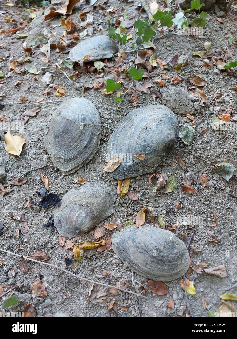 Chinese Pond Mussel (Sinanodonta woodiana Stock Photo - Alamy