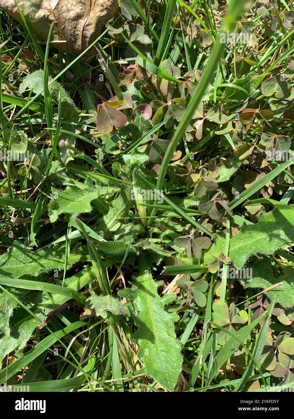 Common cats ear hi-res stock photography and images - Alamy