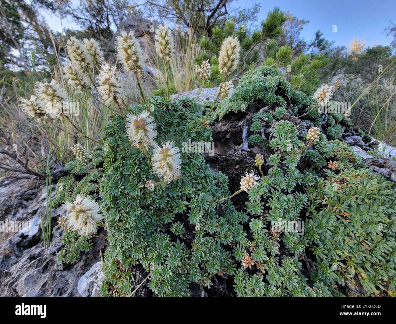 Petrophytum hi-res stock photography and images - Alamy
