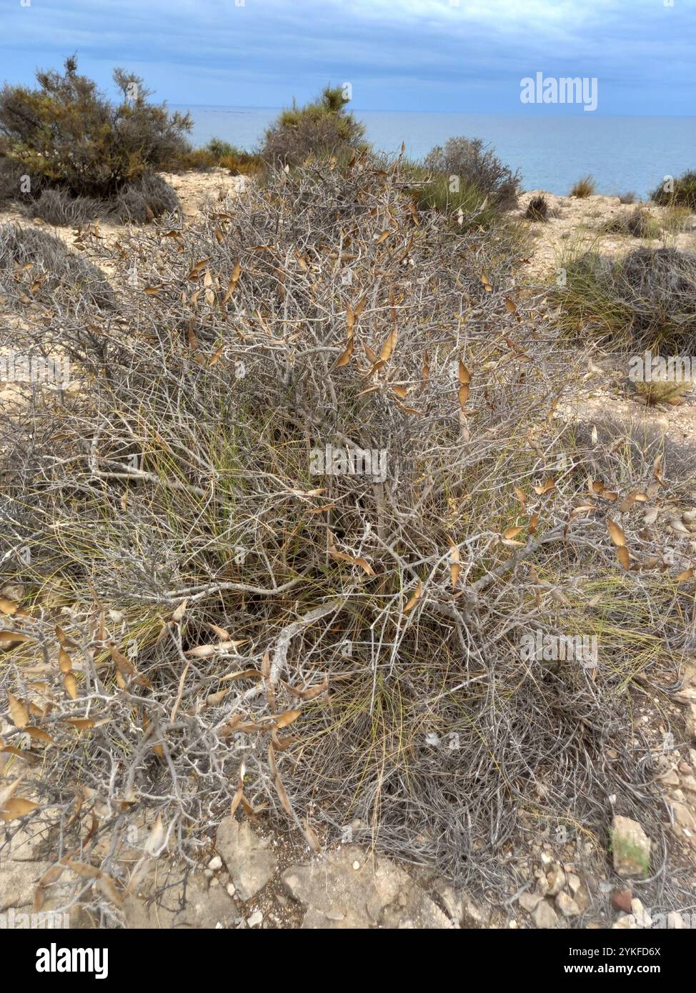 African wolfbane (Periploca angustifolia Stock Photo - Alamy