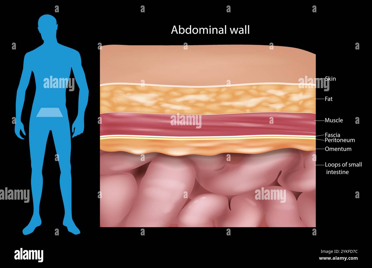 Abdominal wall Layers, muscles and fascia. Cross-section Anatomy Abdominal wall Stock Vector ...