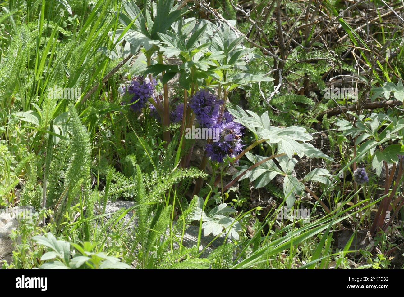 ballhead waterleaf (Hydrophyllum capitatum Stock Photo - Alamy