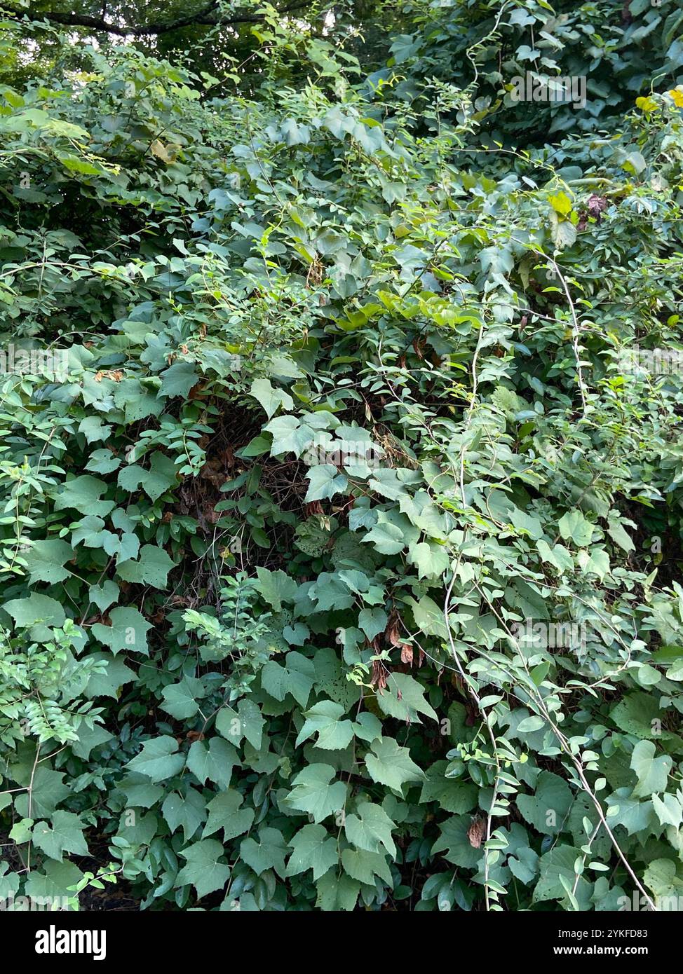 graybark grape (Vitis cinerea Stock Photo - Alamy