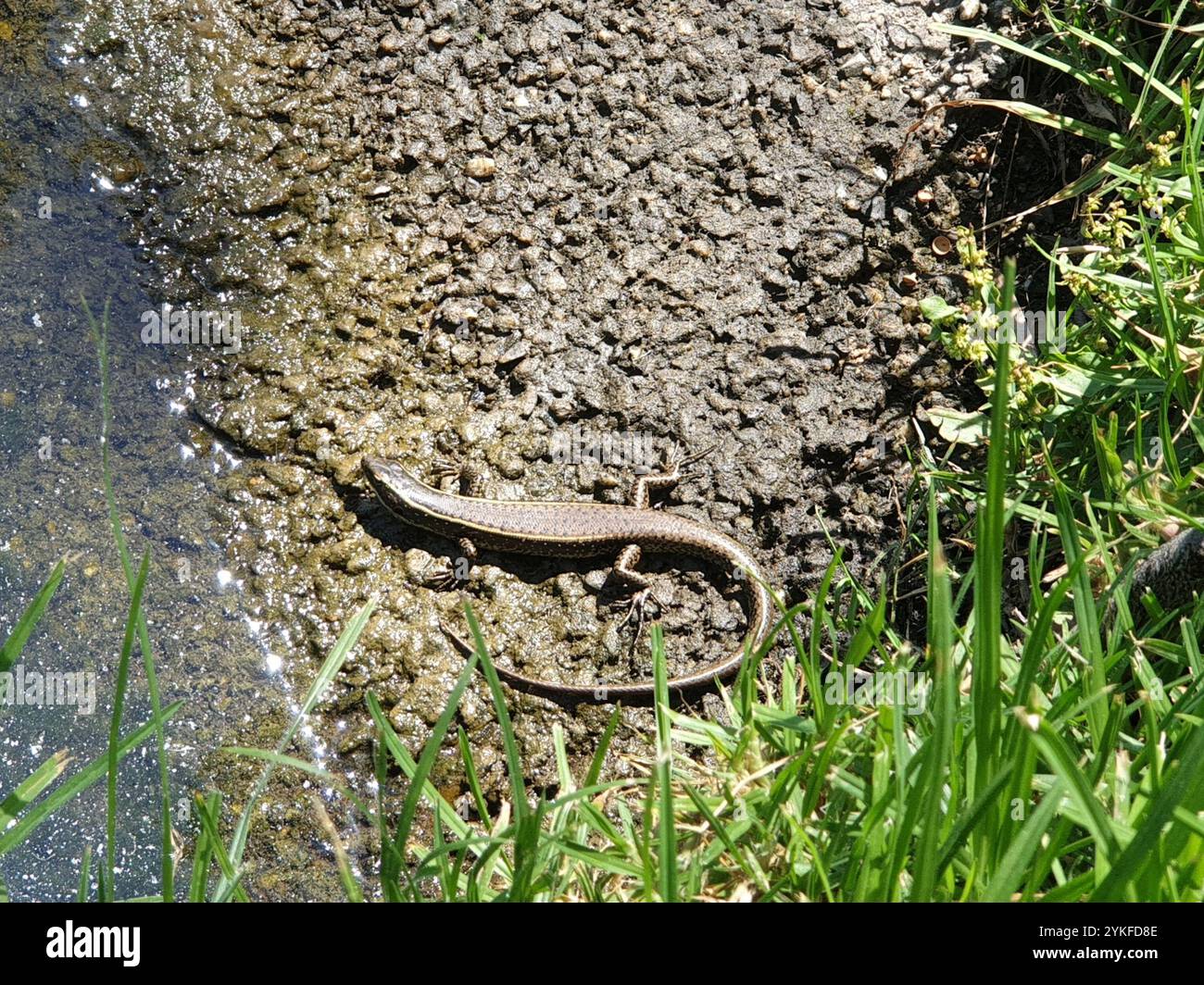 Eulamprus hi-res stock photography and images - Alamy