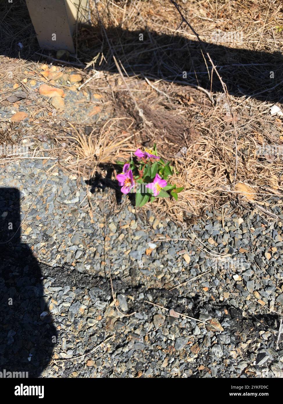 Maid Marian (Rhexia nashii Stock Photo - Alamy