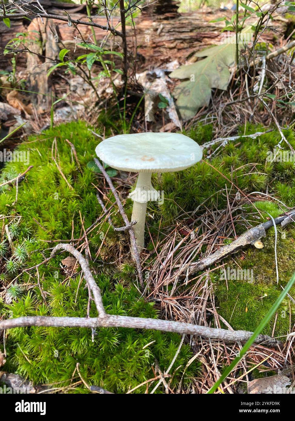 Eastern North American Destroying Angel (Amanita bisporigera Stock ...