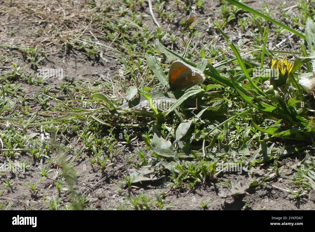 Common Ringlet (Coenonympha california Stock Photo - Alamy