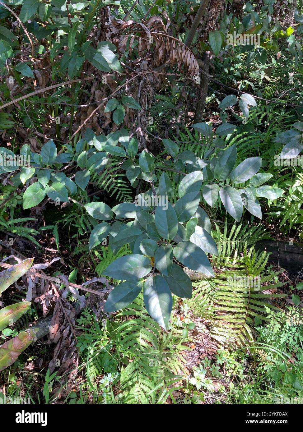 Pond Apple (Annona glabra Stock Photo - Alamy
