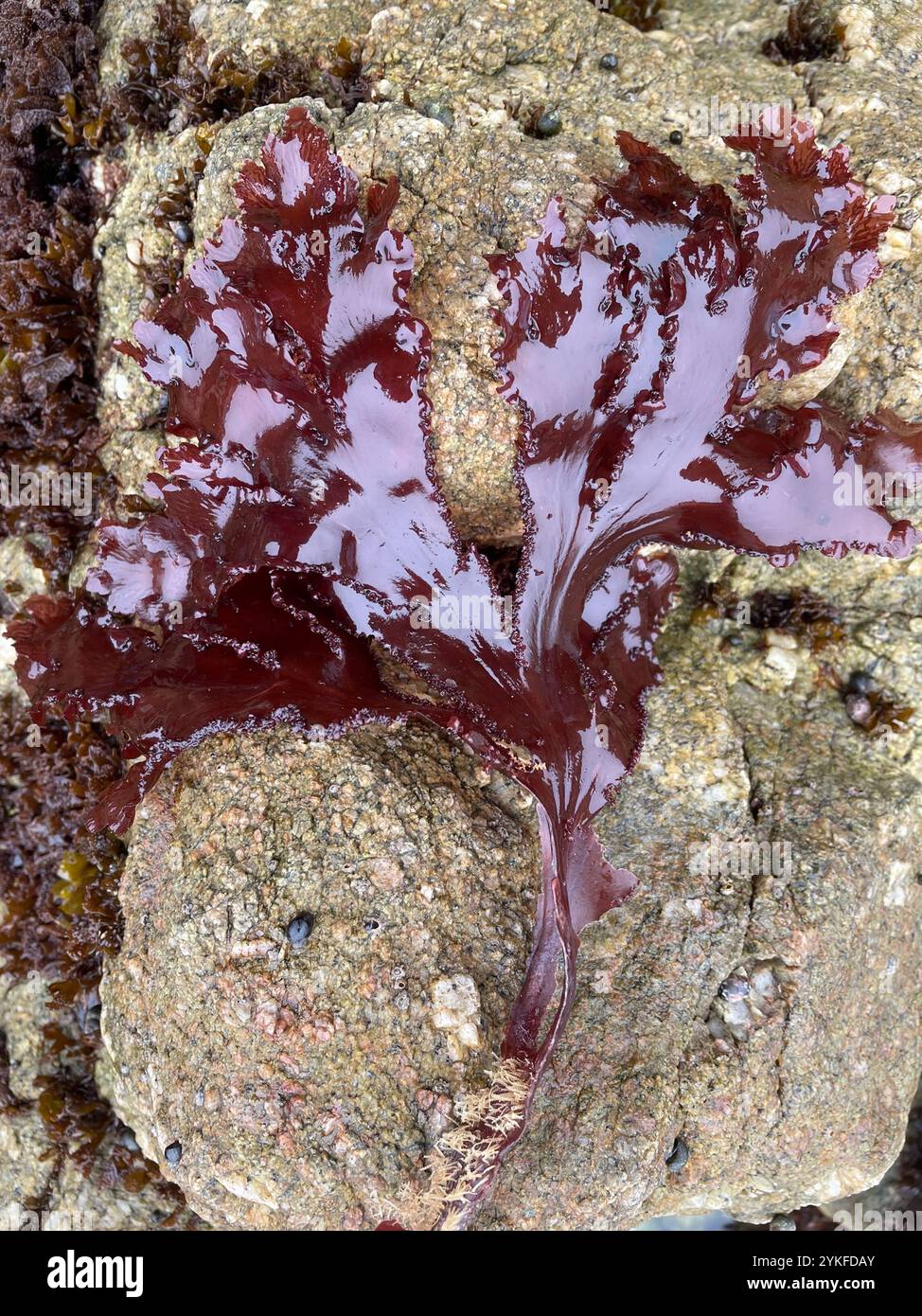 Grape Tongue (Cryptopleura ruprechtiana Stock Photo - Alamy