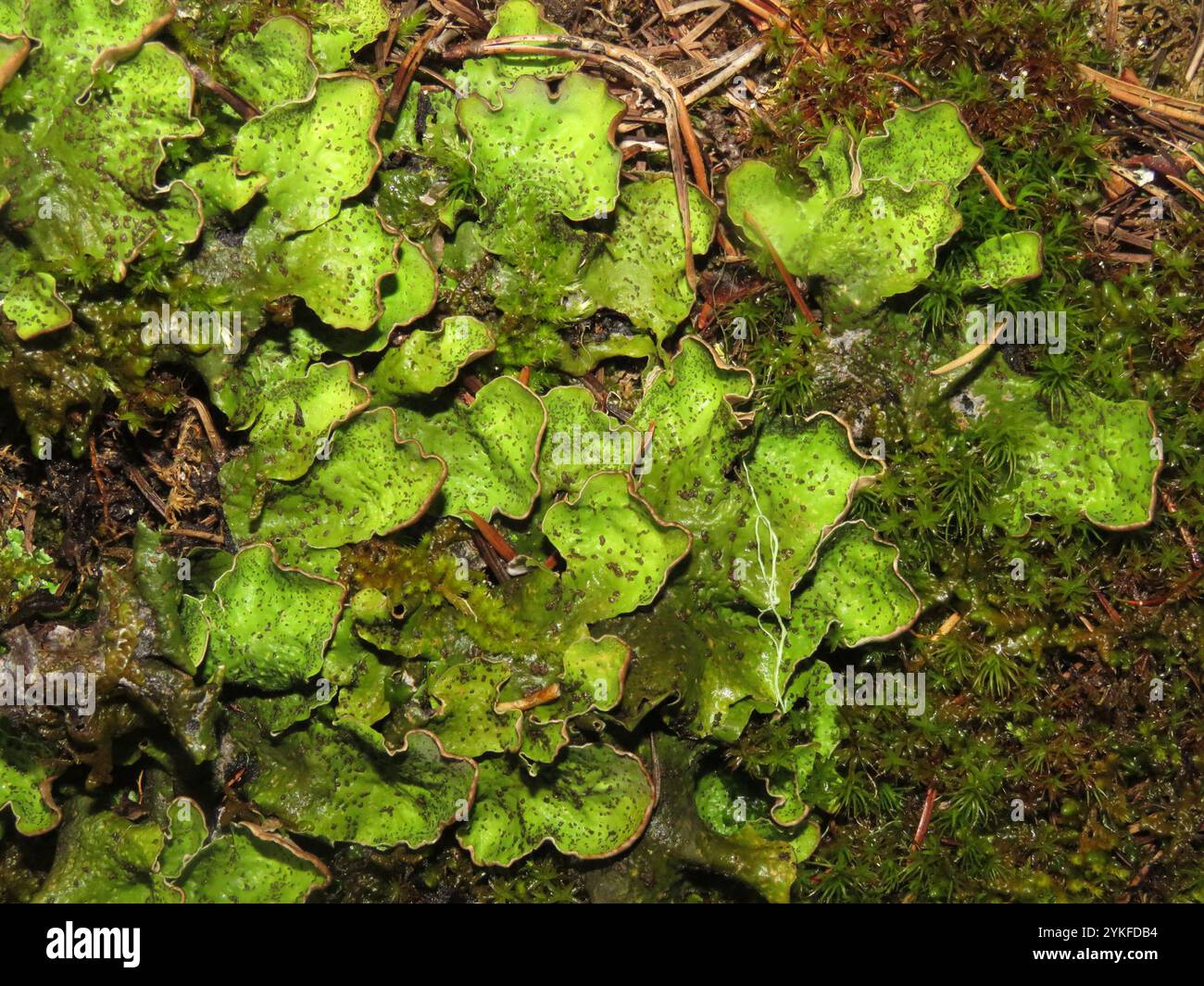 freckled pelt lichen (Peltigera aphthosa Stock Photo - Alamy