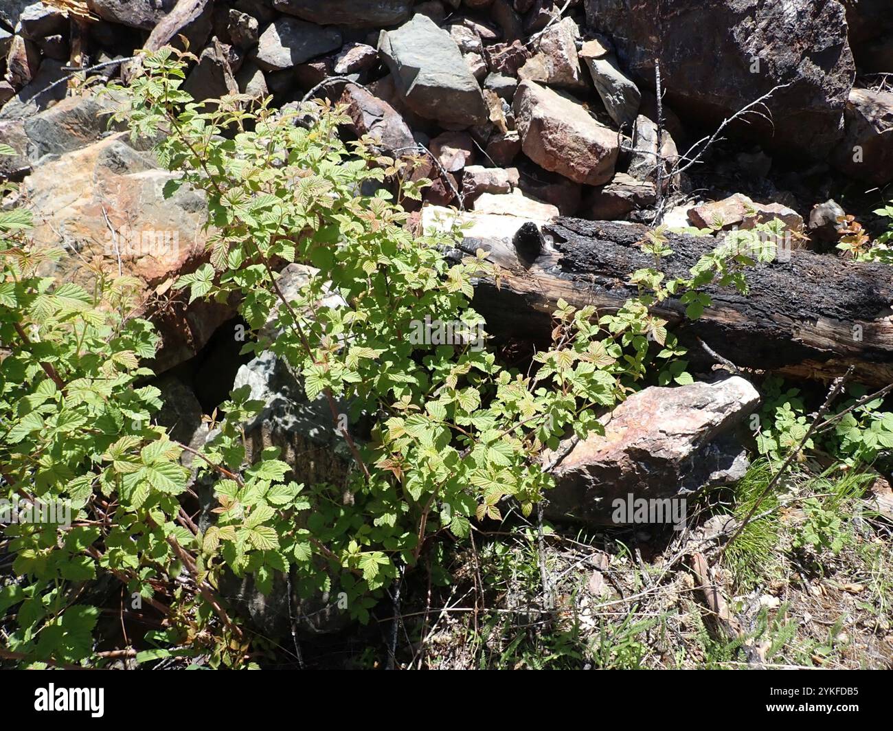 red raspberry (Rubus idaeus Stock Photo - Alamy
