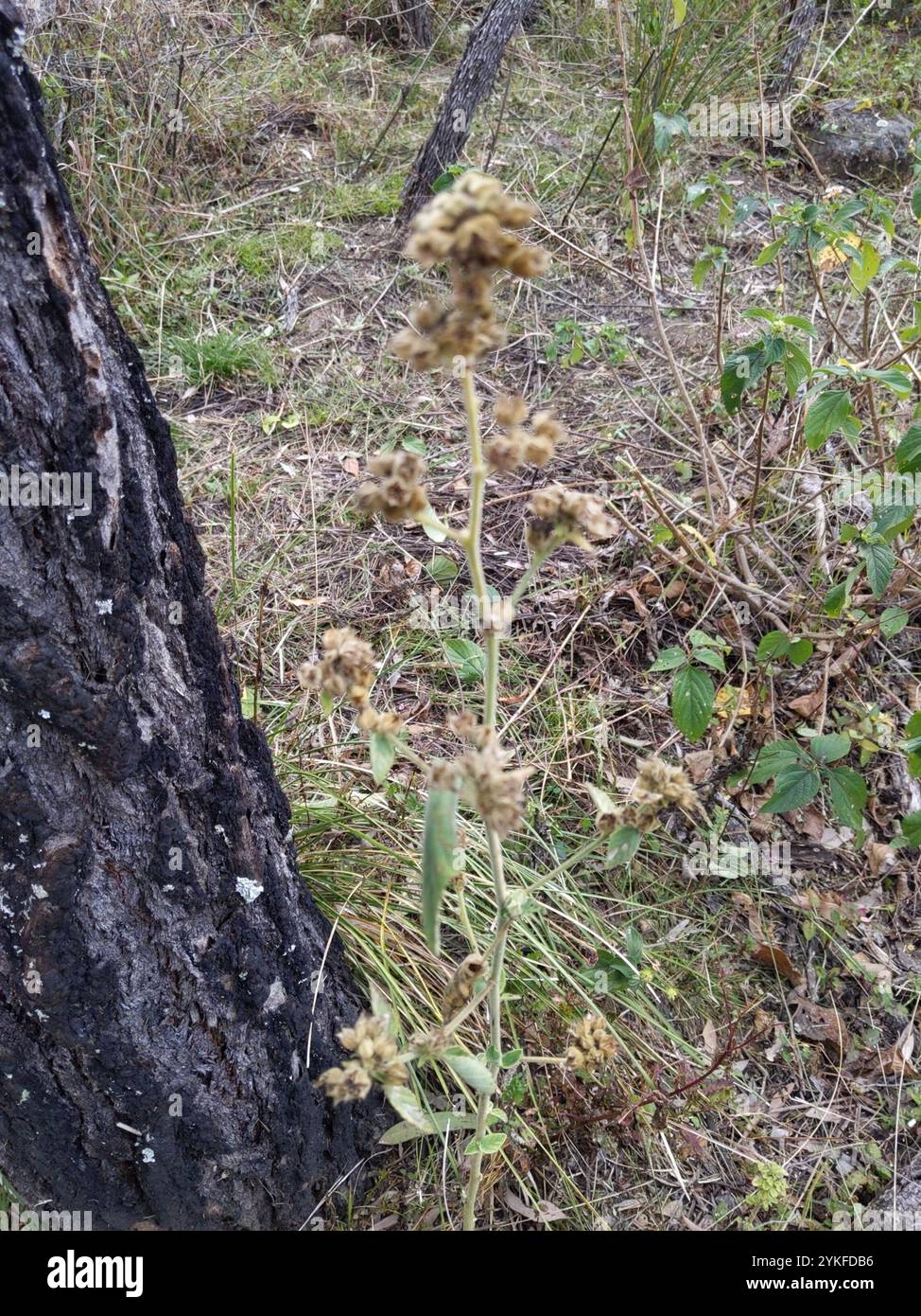 flannel weed (Sida cordifolia Stock Photo - Alamy